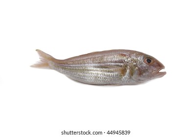 90 Thread fin bream Images, Stock Photos & Vectors | Shutterstock