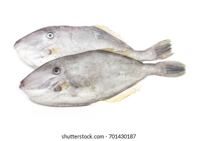 75 Thread sail filefish Images, Stock Photos & Vectors | Shutterstock