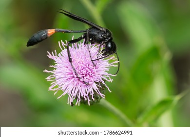 294 Sand hornet Images, Stock Photos & Vectors | Shutterstock