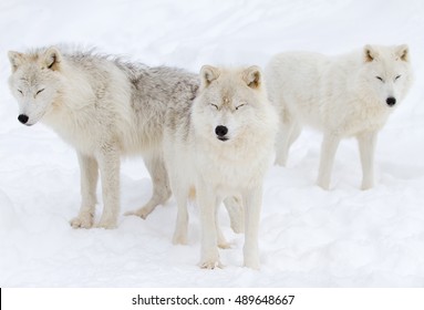 Three Arctic Wolves Wolf Pack Isolated Stock Photo 489648667 | Shutterstock