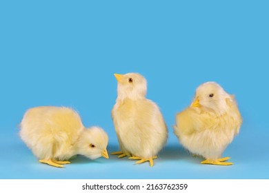 9,680 Three chicks Images, Stock Photos & Vectors | Shutterstock