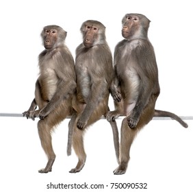 125 3 monkeys sitting together Images, Stock Photos & Vectors ...