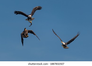 632 Eagles Fighting Fish Images, Stock Photos & Vectors | Shutterstock