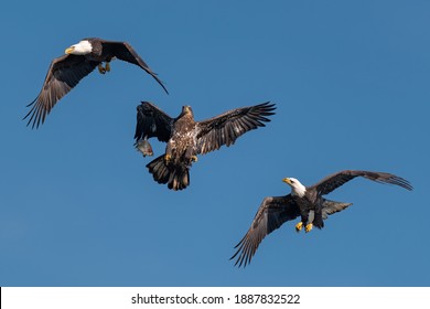 632 Eagles Fighting Fish Images, Stock Photos & Vectors | Shutterstock