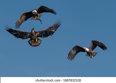 632 Eagles Fighting Fish Images, Stock Photos & Vectors | Shutterstock