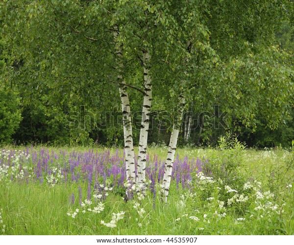 Three Birches Flowers Stock Photo (Edit Now) 44535907