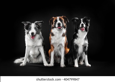 12,535 Three dogs sitting Images, Stock Photos & Vectors | Shutterstock