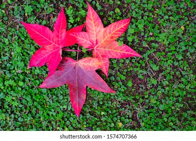 Three Bright Red Fall Leaf On Stock Photo 1574707366 | Shutterstock