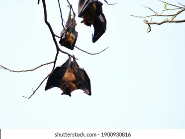 2,051 imágenes de Chiroptera - Imágenes, fotos y vectores de stock ...