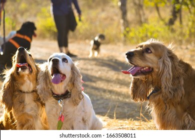 Three Cocker Spaniels Looking Stock Photo 1663508011 | Shutterstock