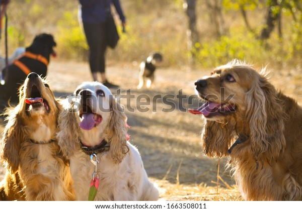 Three Cocker Spaniels Looking Stock Photo 1663508011 | Shutterstock