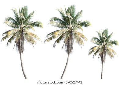 3,633 Three coconut trees Images, Stock Photos & Vectors | Shutterstock