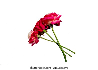 10,715 Solid color flowers Stock Photos, Images & Photography ...