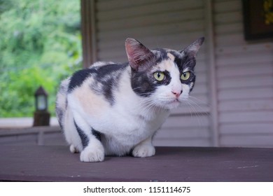 Scaredycat Scared Looking Cat Raised Hair Stock Photo (Edit Now) 1031386522