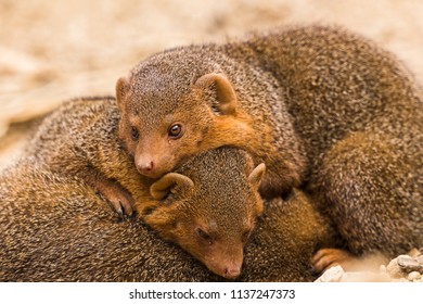 Dwarf Mongoose Couple Serengeti National Park Stock Photo 93250573 ...