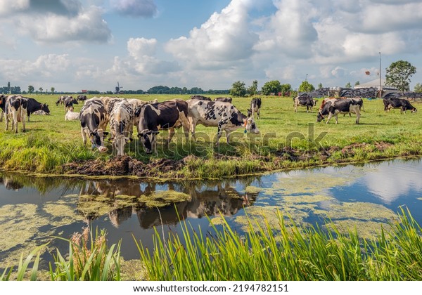 Three Cows Look Their Reflection Water Stock Photo 2194782151 ...