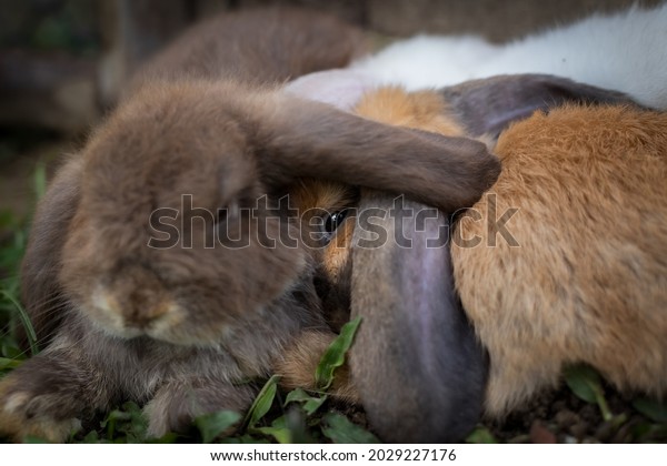 Three Cute Rabbits Lying Down Sleep Stock Photo 2029227176 | Shutterstock