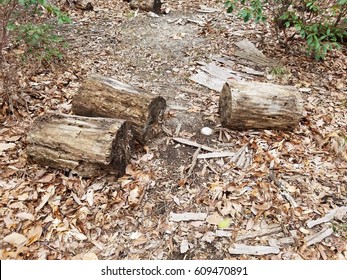 Three Decomposing Tree Stumps Stock Photo (Edit Now) 609470891