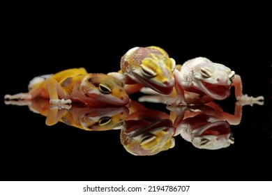 Three Different Morph Types Leopard Gecko Stock Photo 2194786707 ...