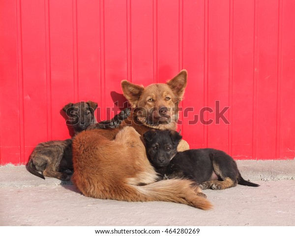 Three Dogs Stock Photo 464280269 | Shutterstock