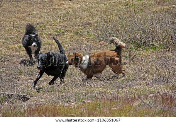 Three Dogs Playing Stock Photo 1106851067 | Shutterstock