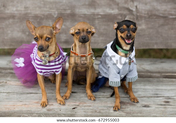 Three Dogs Sitting Down Stock Photo 672955003 | Shutterstock