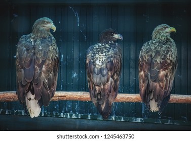 Three Eagles Sit On Horizontal Wooden Stock Photo (Edit Now) 1245463750 ...