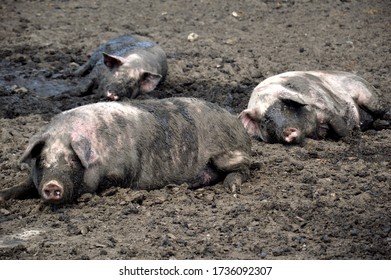 441 Disgusting pig Images, Stock Photos & Vectors | Shutterstock
