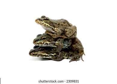 Three Friendly Frogs Stock Photo 2309831 | Shutterstock