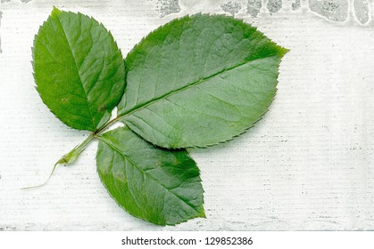 40,940 3 leaves on a branch Images, Stock Photos & Vectors | Shutterstock