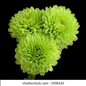 33,758 Green mums flower Images, Stock Photos & Vectors | Shutterstock