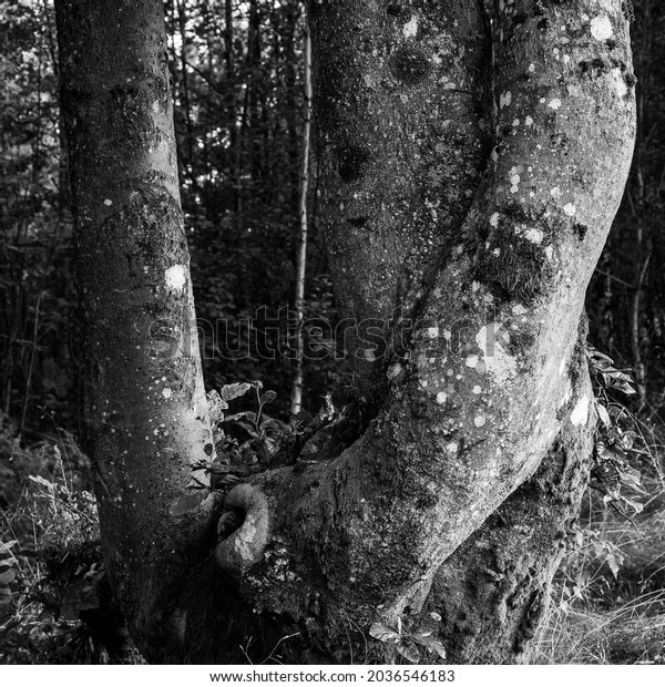 Three Intertwined Oak Tree Trunks Close Stock Photo 2036546183 ...