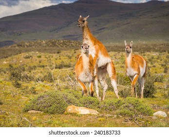 2,118 Land Lama Images, Stock Photos & Vectors | Shutterstock