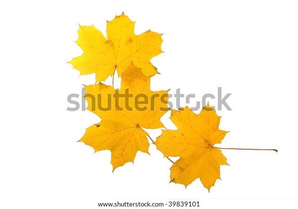 Three Maple Leaves Stock Photo 39839101 | Shutterstock