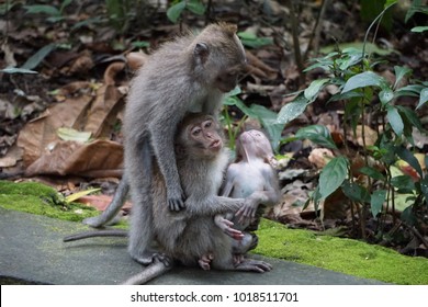 125 3 monkeys sitting together Images, Stock Photos & Vectors ...