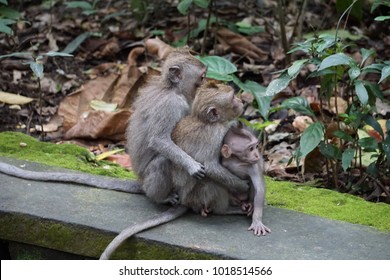 125 3 monkeys sitting together Images, Stock Photos & Vectors ...
