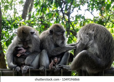 Three Monkeys Sit Interact Each Other Stock Photo 1349196866 | Shutterstock