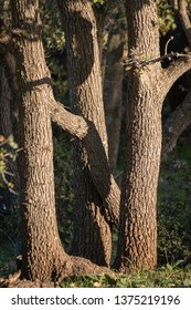 Three Oak Tree Trunks Stock Photo 1375219196 | Shutterstock