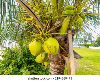 3,672 Three coconut tree Images, Stock Photos & Vectors | Shutterstock