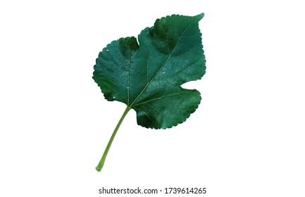 1,388 Three Point Leaf Images, Stock Photos & Vectors | Shutterstock