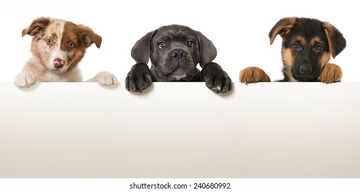 618 Dog looking over wall Images, Stock Photos & Vectors | Shutterstock
