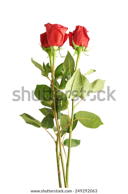 Three Red Roses Composition Isolated Over Stock Photo 249292063 ...