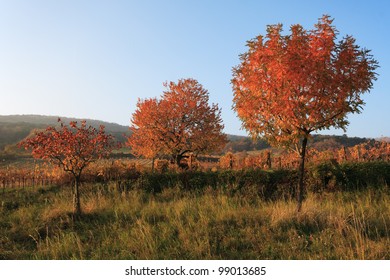 Three Red Trees Fall Colors Vineyards Stock Photo 99013685 | Shutterstock