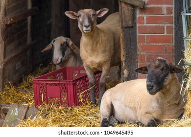 Three Sheep Stable Stock Photo 1049645495 | Shutterstock