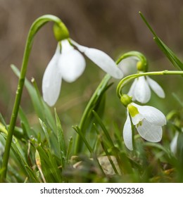 Three Snowdrops Closeup View Stock Photo 790052368 | Shutterstock