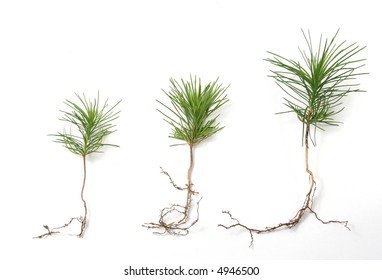 Three Steps Growing Pine Tree Stock Photo 4946500 | Shutterstock