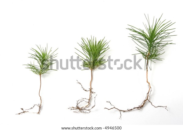 Three Steps Growing Pine Tree Stock Photo (Edit Now) 4946500