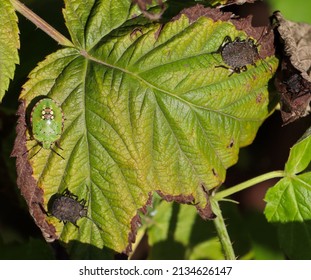 1,076 Raspberry bug Images, Stock Photos & Vectors | Shutterstock