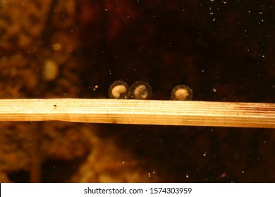 Peepers Images, Stock Photos & Vectors | Shutterstock