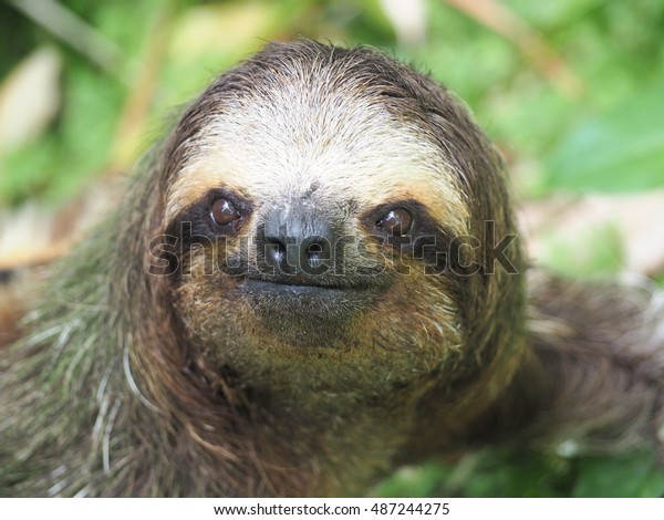Three Toad Sloth On Ground Stock Photo 487244275 | Shutterstock